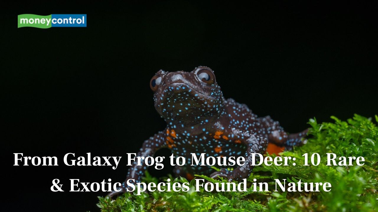 From Galaxy Frog to Mouse Deer: 10 Rare & Exotic Species Found in ...
