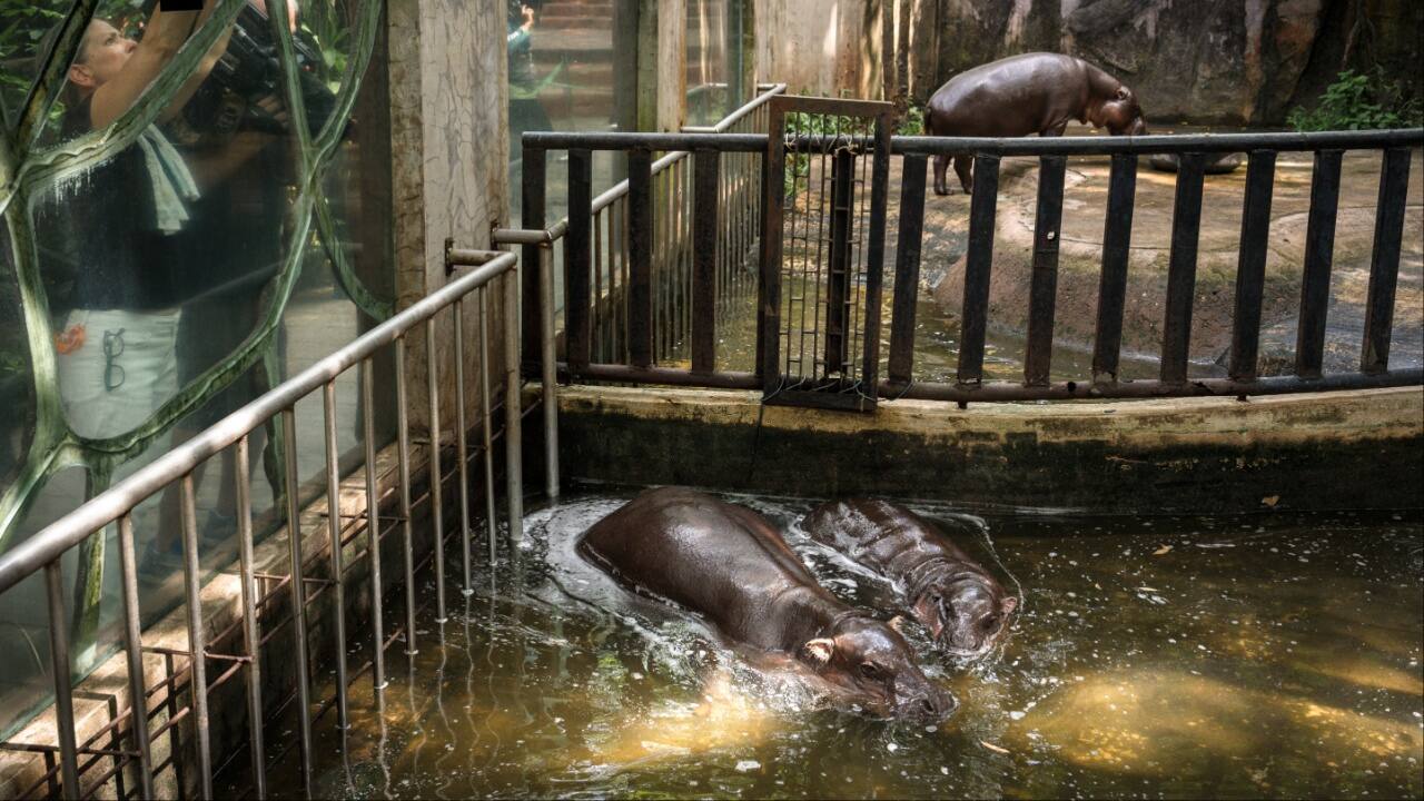 'Hippo Birthday': Thailand's viral sensation Moo Deng turns 1
