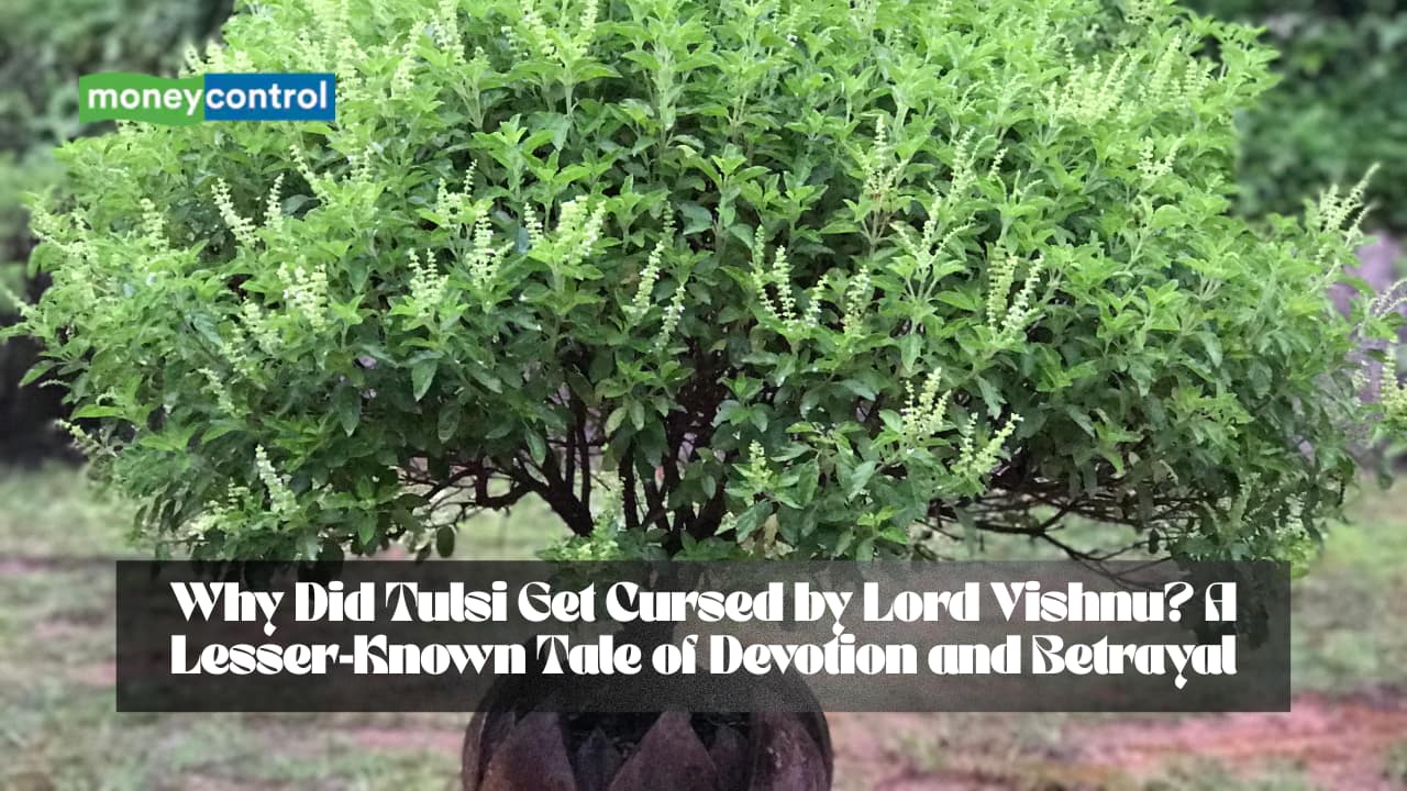Why Did Tulsi Get Cursed by Lord Vishnu? A Lesser-Known Tale of ...