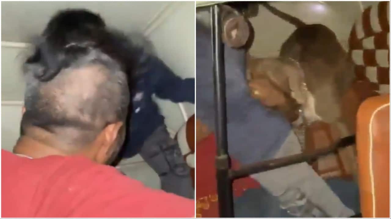 Mumbai man sets Pitbull on 11-year-old, laughs as dog bites crying boy ...