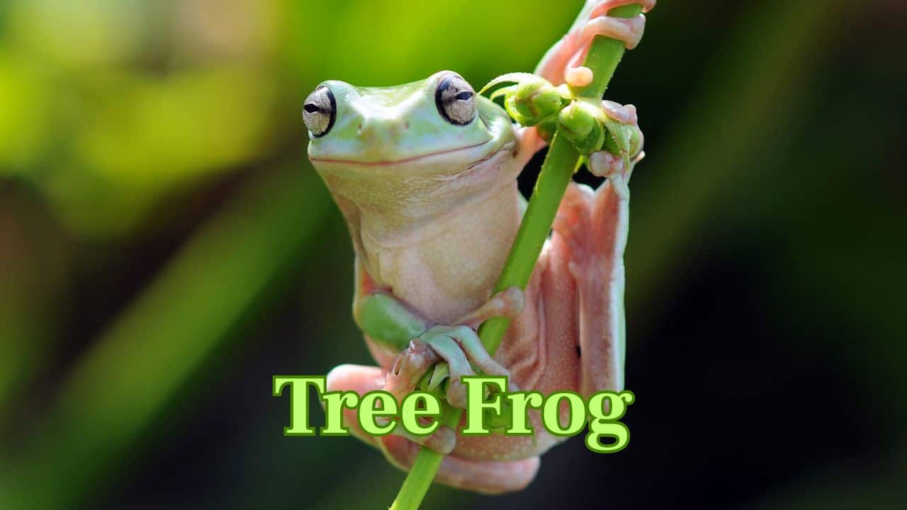 10 most fearless and agile climbers in the animal kingdom ...
