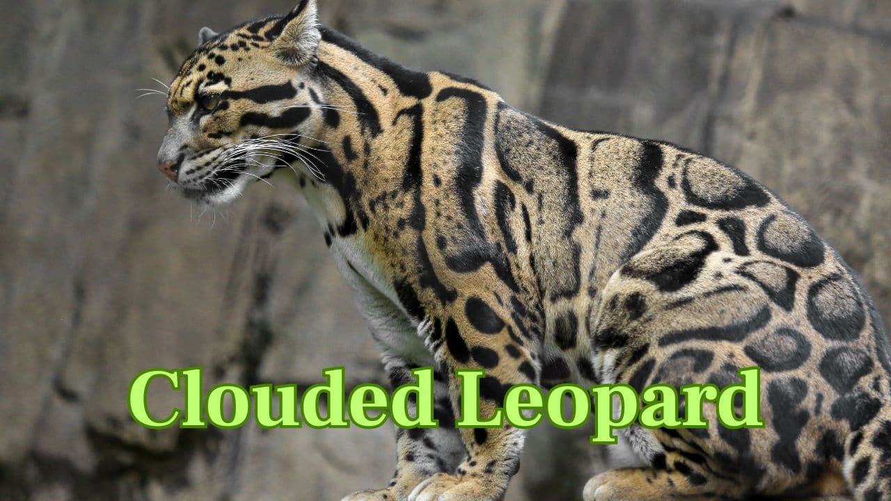 10 most fearless and agile climbers in the animal kingdom ...
