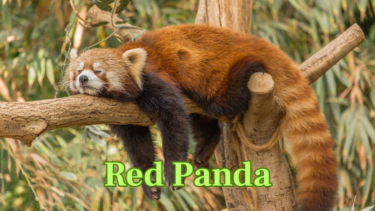 10 most fearless and agile climbers in the animal kingdom