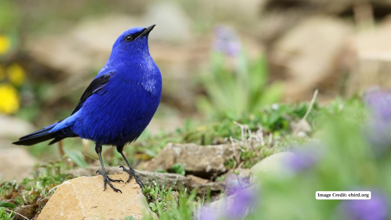 11 Stunning Facts About Grandala – The Most Beautiful Blue Bird of the ...