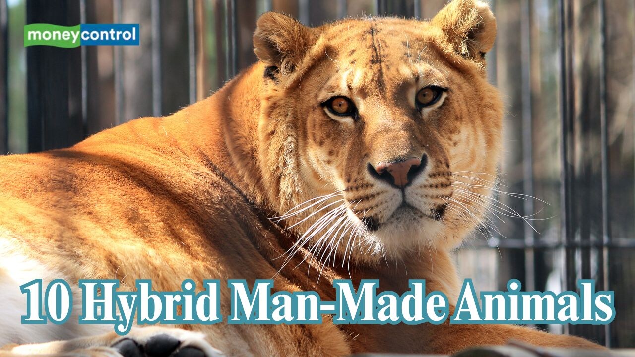 Man-Made Marvels: 10 bizarre hybrid animals you won’t believe exist ...