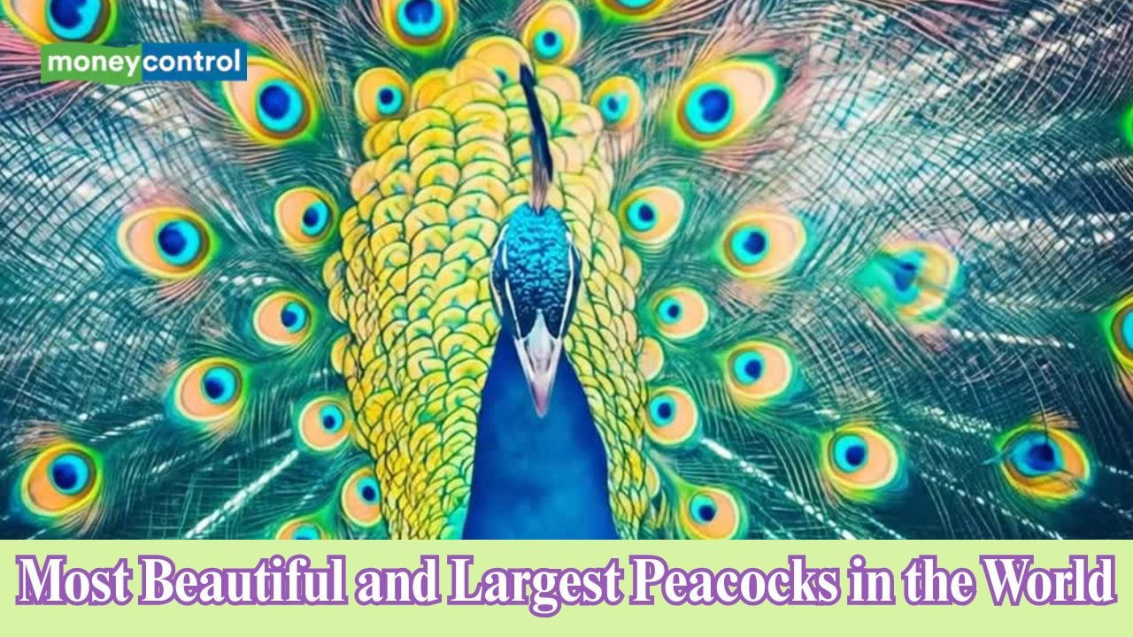 Royal Birds: Meet the World's 10 most stunning giant peacocks with ...