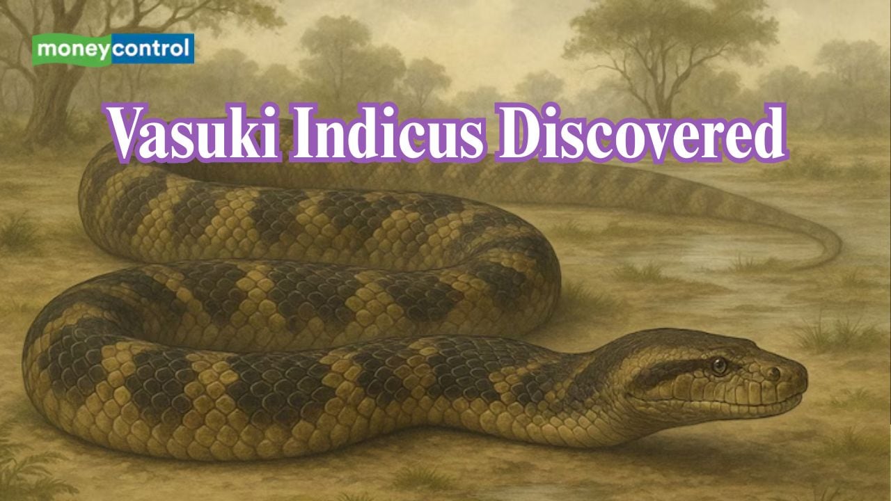 Vasuki Indicus Discovered: World's largest prehistoric snake, 47 ...
