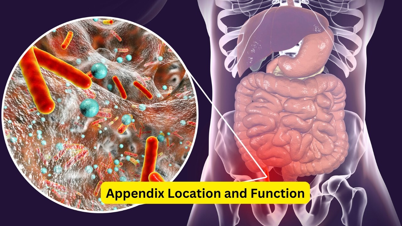 Appendicitis symptoms in adults, causes, and how to avoid rupture or ...