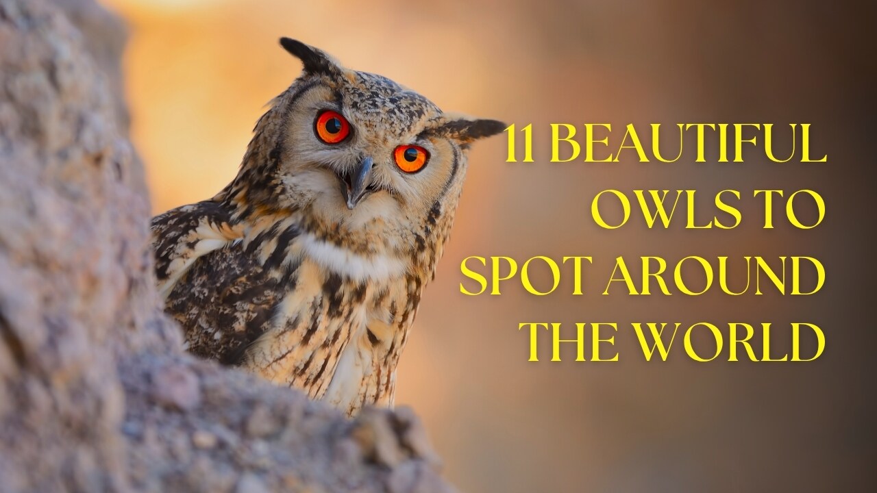 11 most beautiful Owls in the world you might get lucky to spot ...