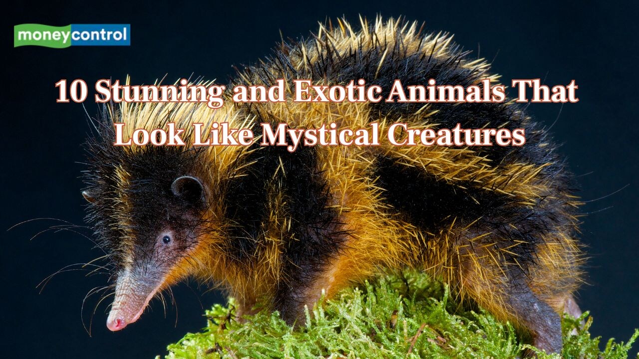 10 stunning and exotic animals that look like mystical creatures ...