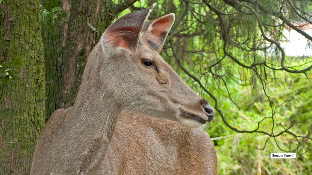 10 best wildlife parks in India to spot the rare and shy Musk Deer ...