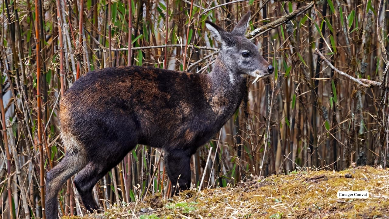 10 best wildlife parks in India to spot the rare and shy Musk Deer ...