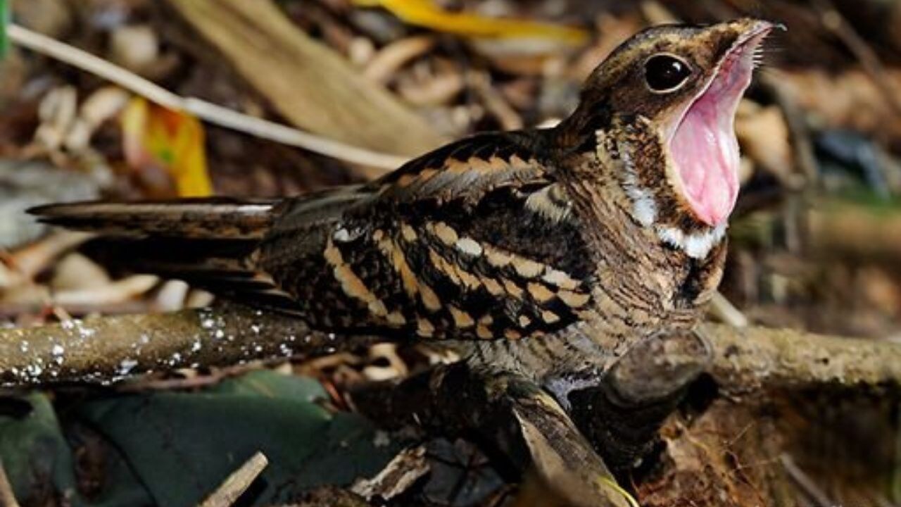 Meet the Great Eared Nightjar: Nature’s hidden baby dragon with a ...