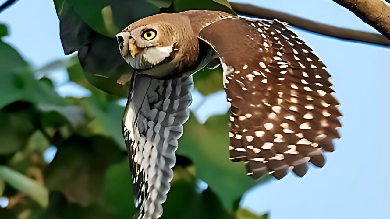 Top places to see the once-extinct Forest Owlet in India