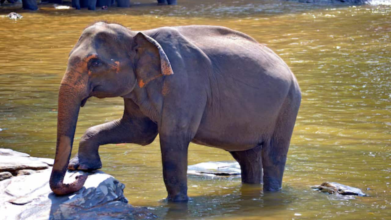 Vantara issues clarification over relocation of elephant 'Madhuri' from ...