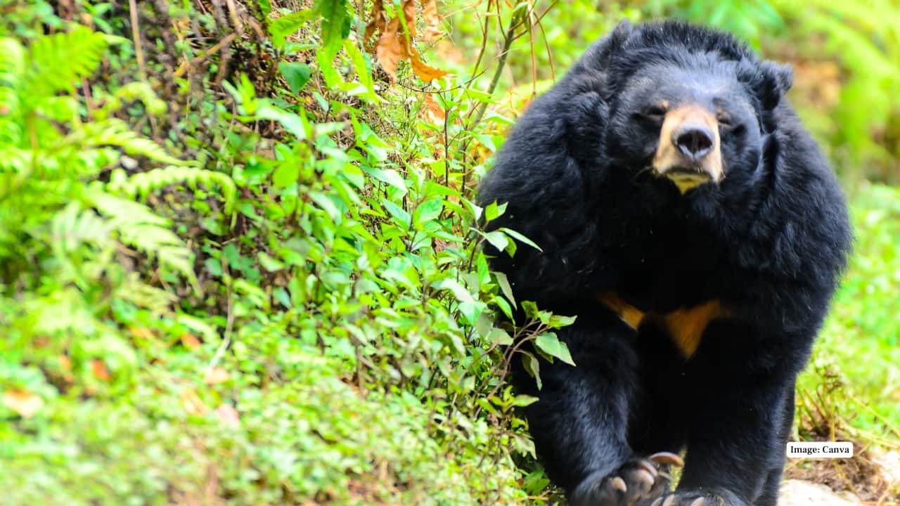 10 Rare and Endangered Animals Found in Dachigam National Park ...