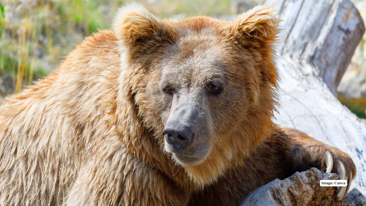 10 Rare and Endangered Animals Found in Dachigam National Park | Moneycontrol News