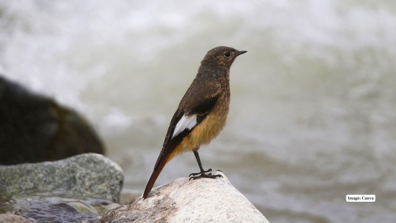10 Rare and Endangered Animals Found in Dachigam National Park ...
