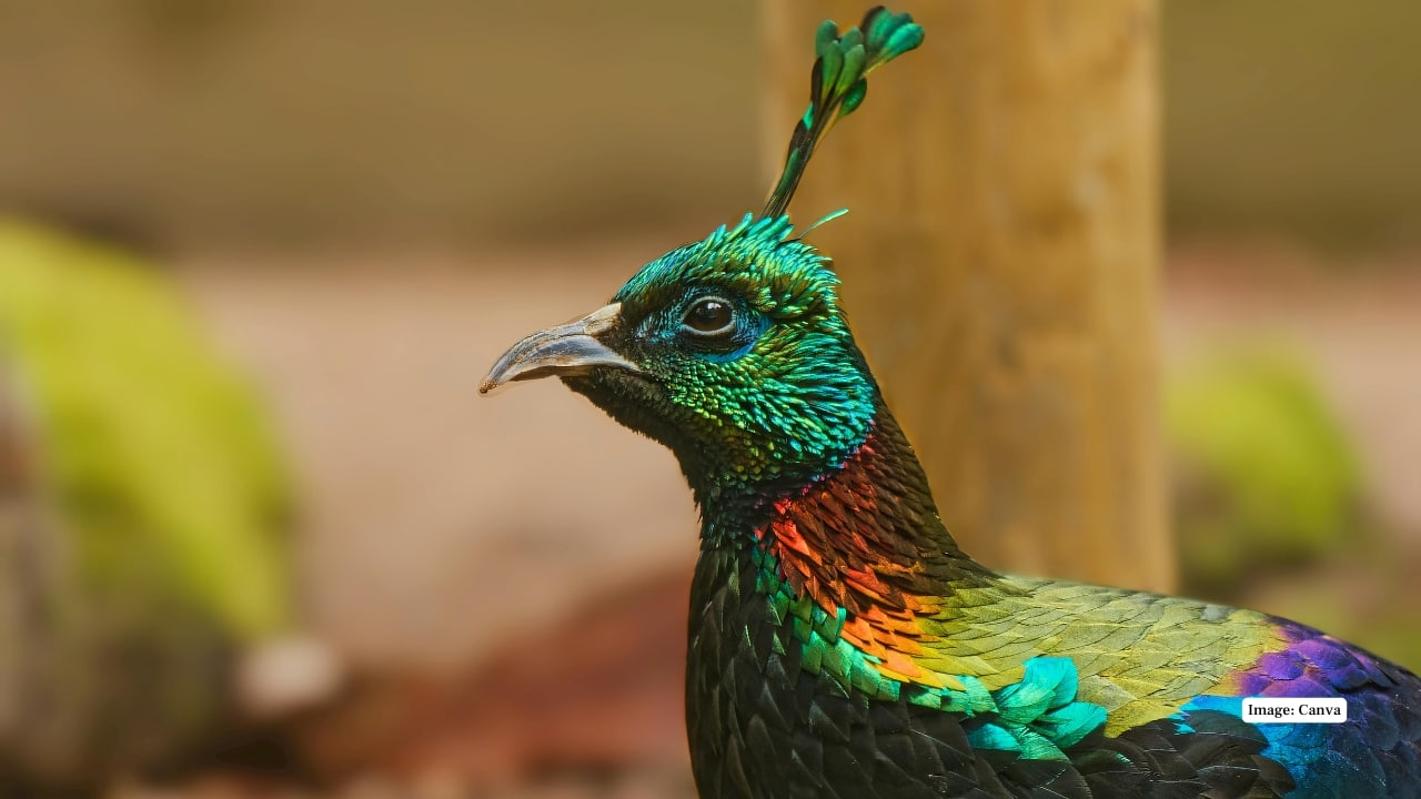 10 Rare and Endangered Animals Found in Dachigam National Park ...