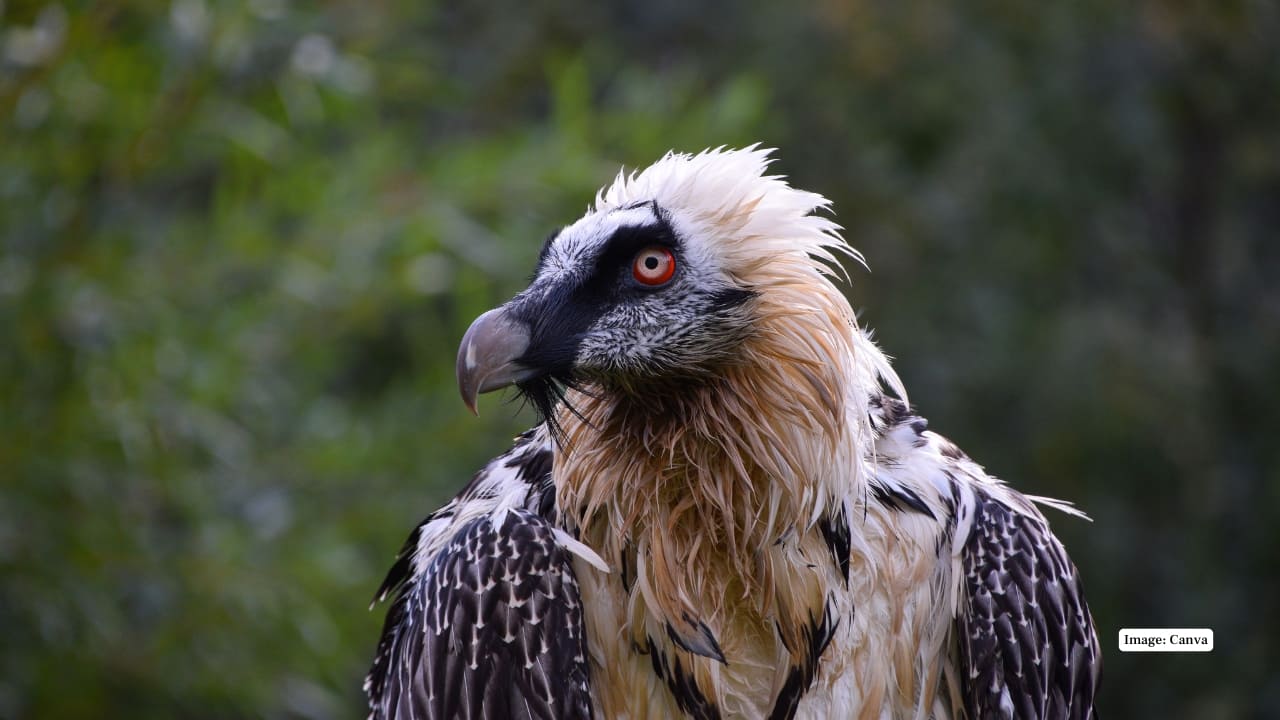 10 Rare and Endangered Animals Found in Dachigam National Park ...