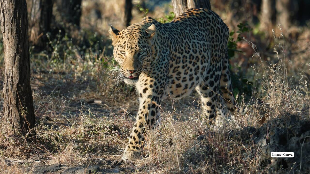 10 Rare and Endangered Animals Found in Dachigam National Park ...