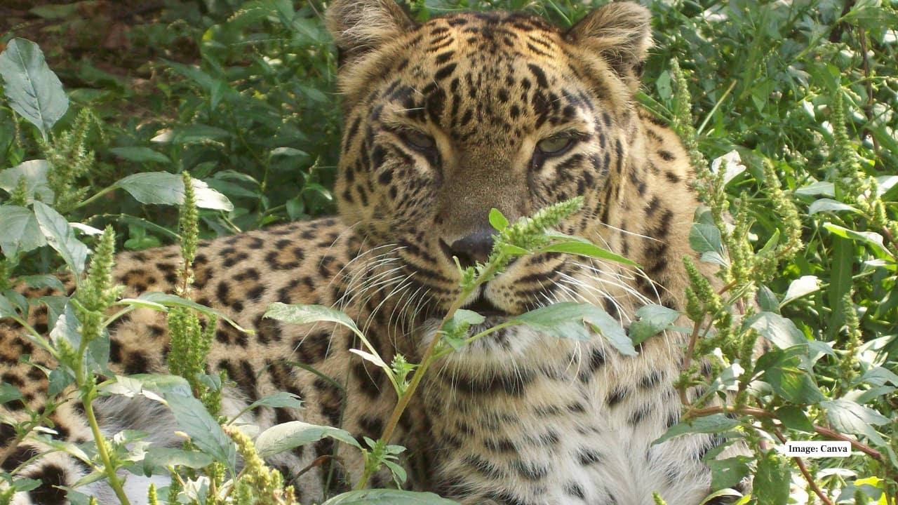 10 Rare and Endangered Animals Found in Dachigam National Park