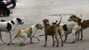From Mumbai to Kochi: How Indian cities are tackling stray dog menace ...