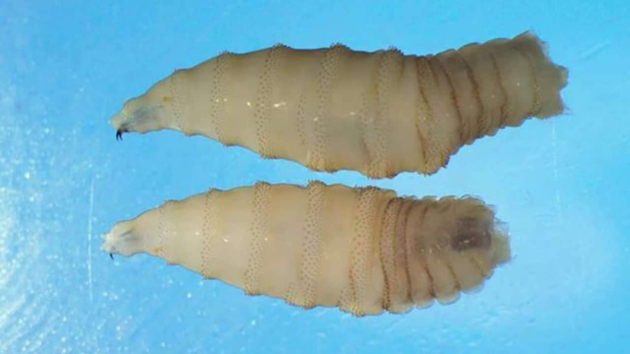 Screwworm returns to US after 50 years: How the parasite spreads and ...
