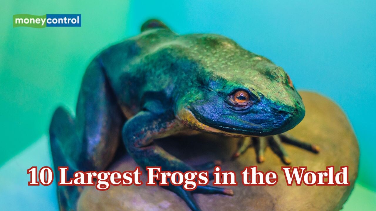 From goliath to chilean giant: 10 largest frogs in the world ...