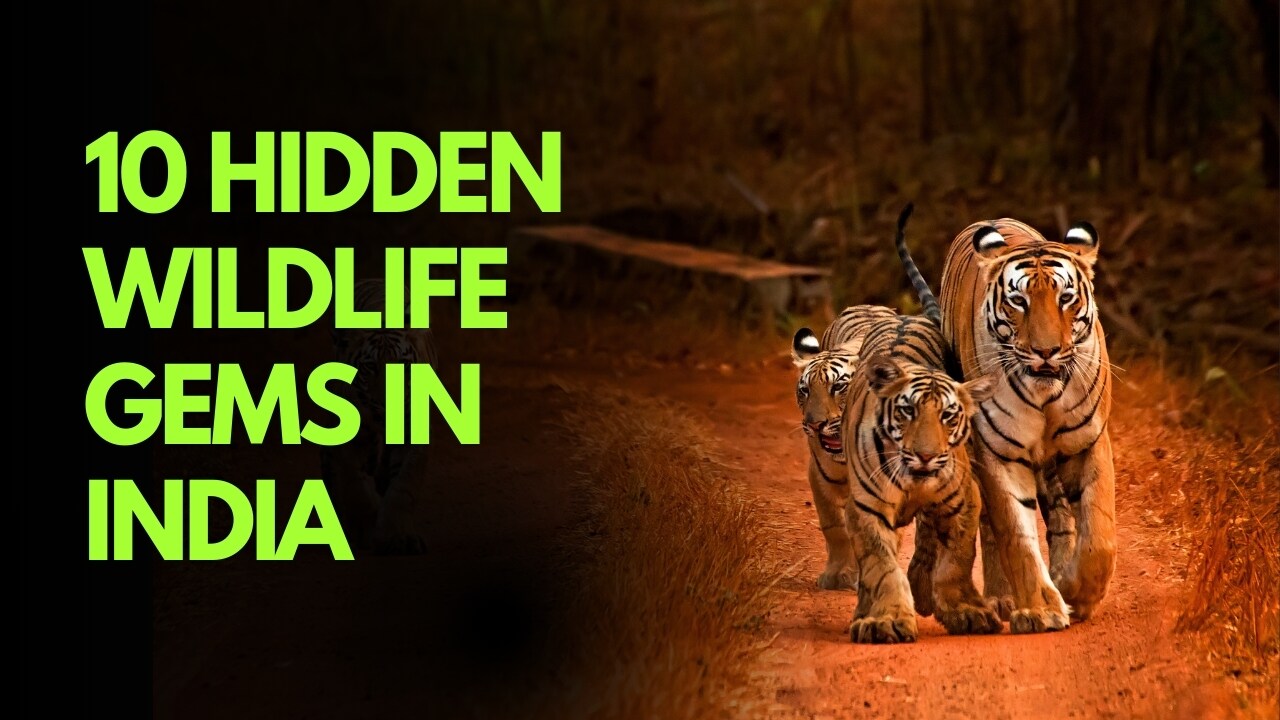 10 Hidden Wildlife Gems in India Gen Z Can’t Miss | Moneycontrol News