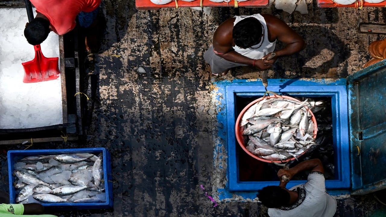 Ahead of Durga Puja, Bangladesh cuts hilsa supply to India; export ...