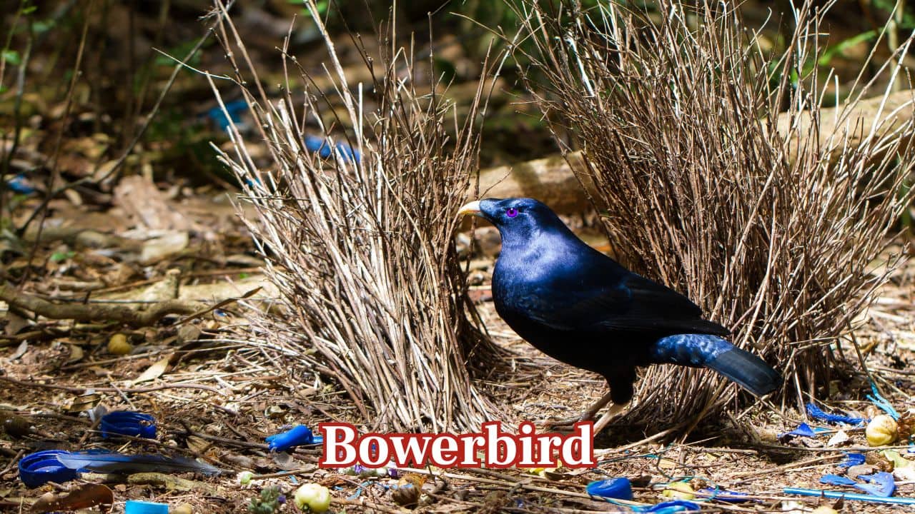 Nature’s Masterpieces: 10 incredible animal artists that paint, build ...