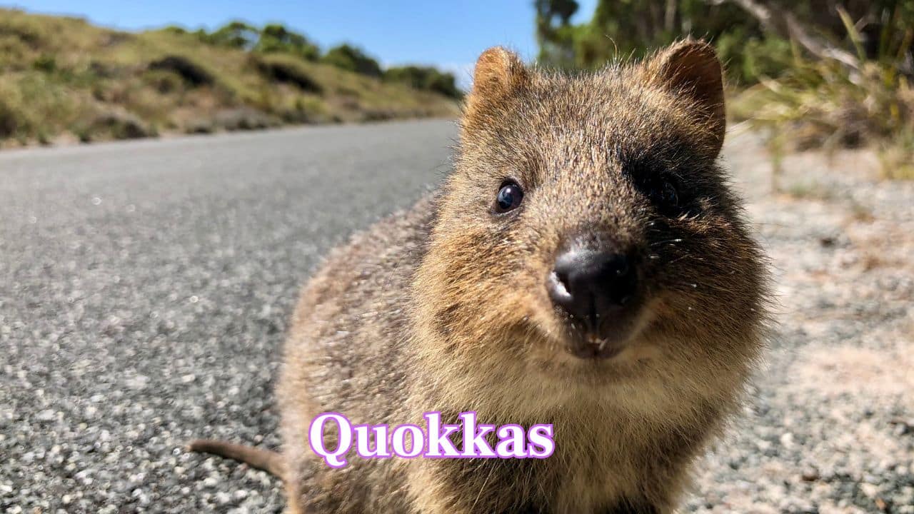10 most loved animals in the World