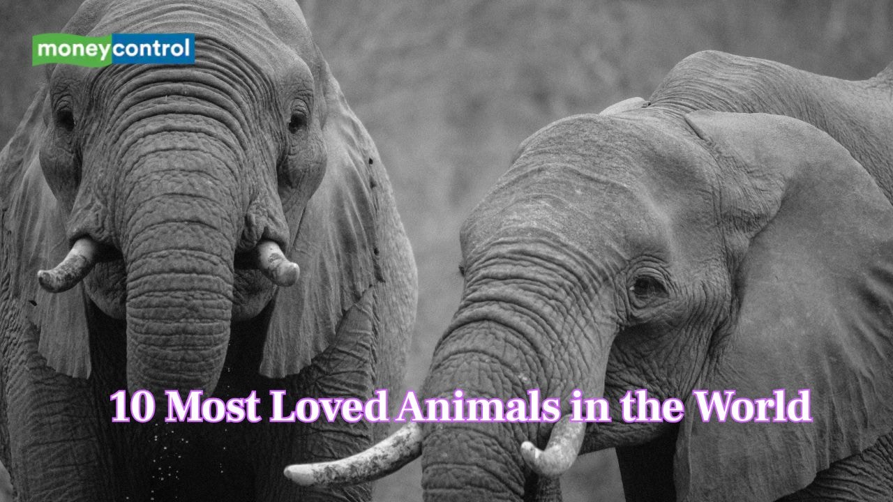 10 most loved animals in the World | Moneycontrol News