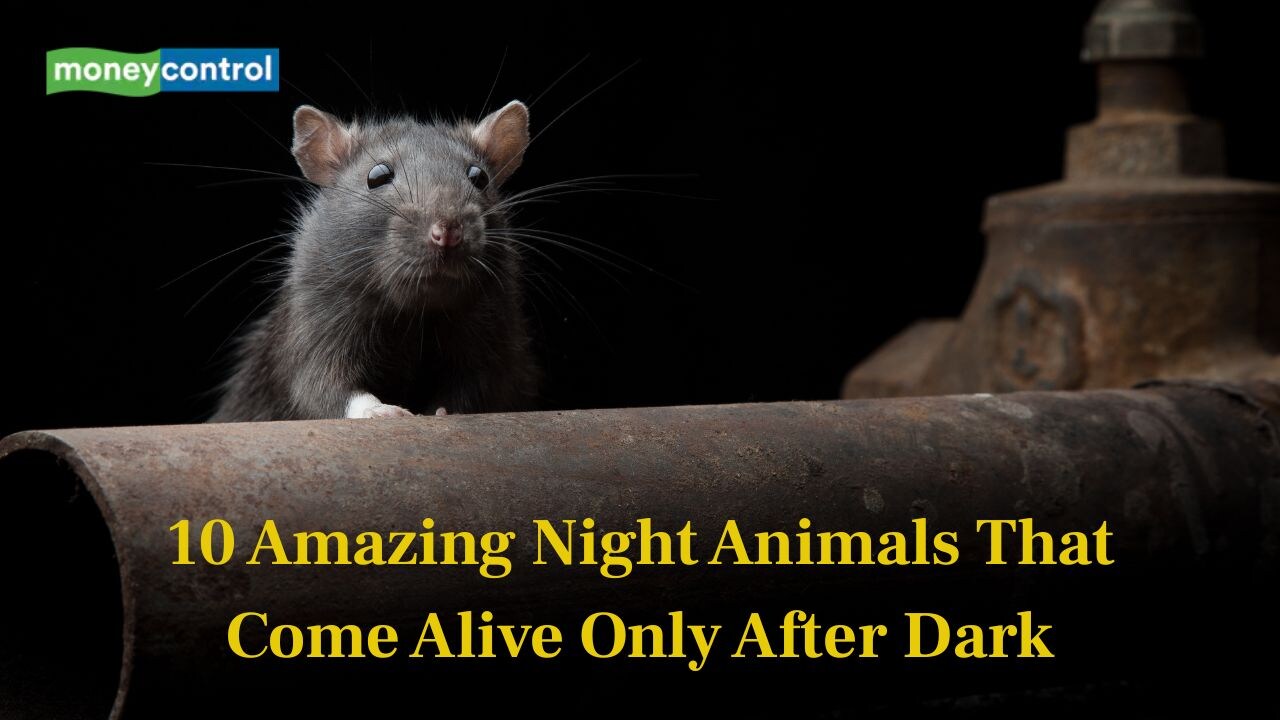 10 amazing night animals that come alive only after dark | Moneycontrol ...
