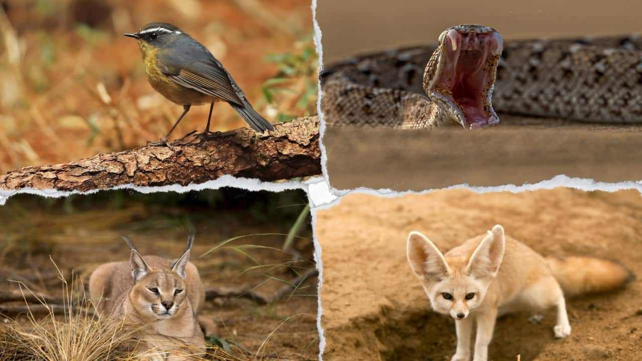Thar Desert Wild Animals