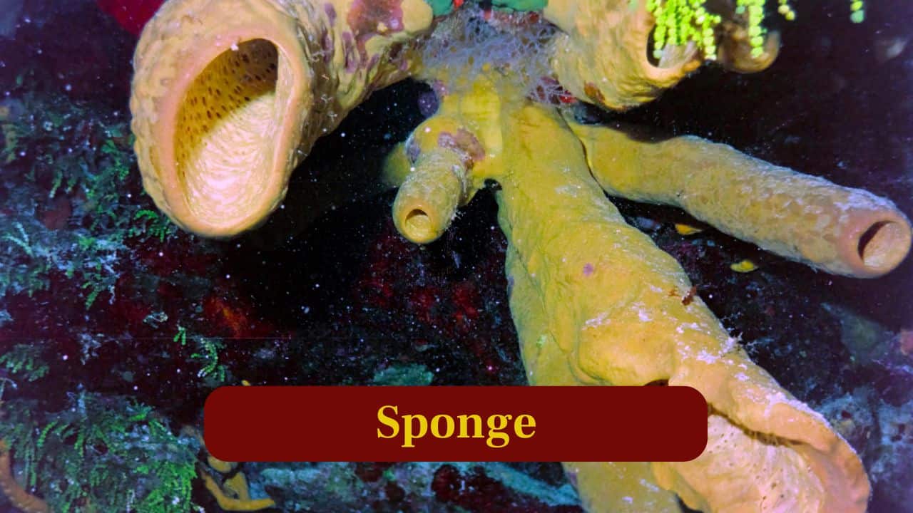 10 fascinating animals without brains and how they survive ...