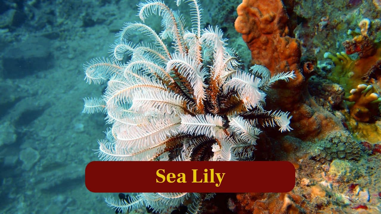10 fascinating animals without brains and how they survive ...