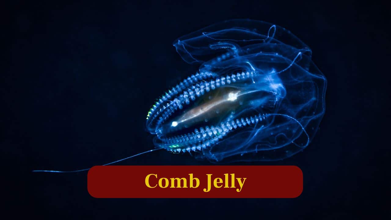 10 fascinating animals without brains and how they survive
