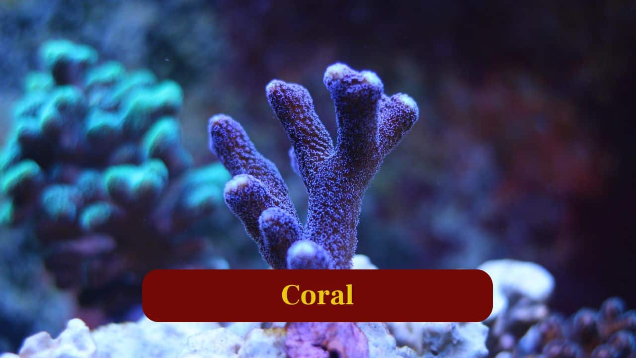 10 fascinating animals without brains and how they survive