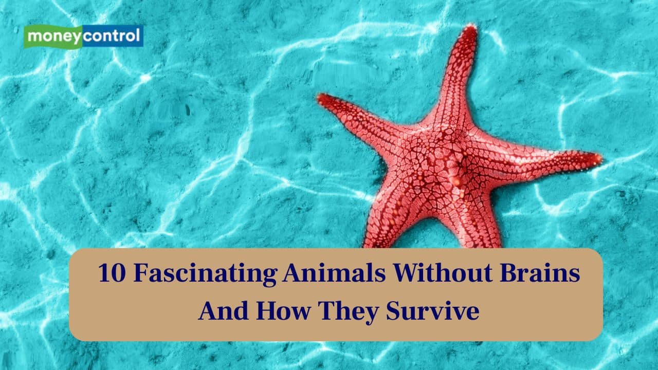 10 fascinating animals without brains and how they survive