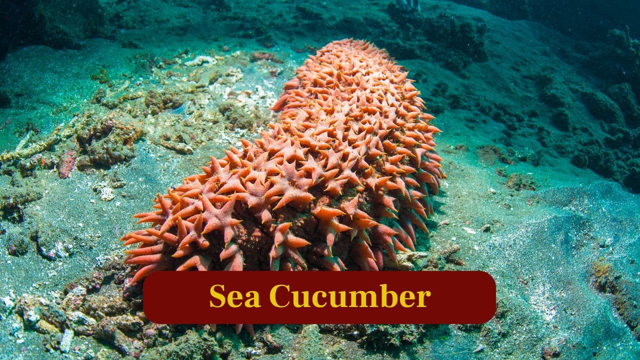 10 fascinating animals without brains and how they survive