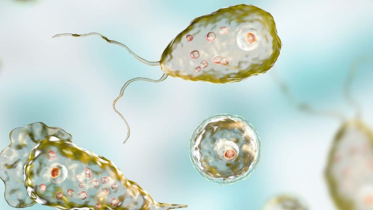 ‘Brain-eating amoeba’ claims 19 lives in Kerala: Why are PAM cases ...