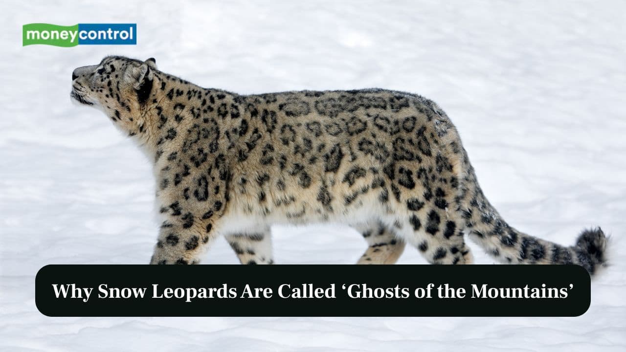 Why Snow Leopards Are Called ‘Ghosts of the Mountains’