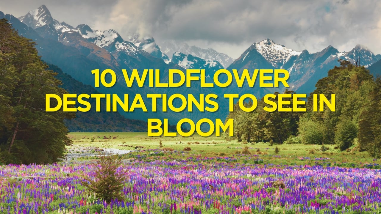 10 Wildflower Destinations Around the World You Need to See in Bloom
