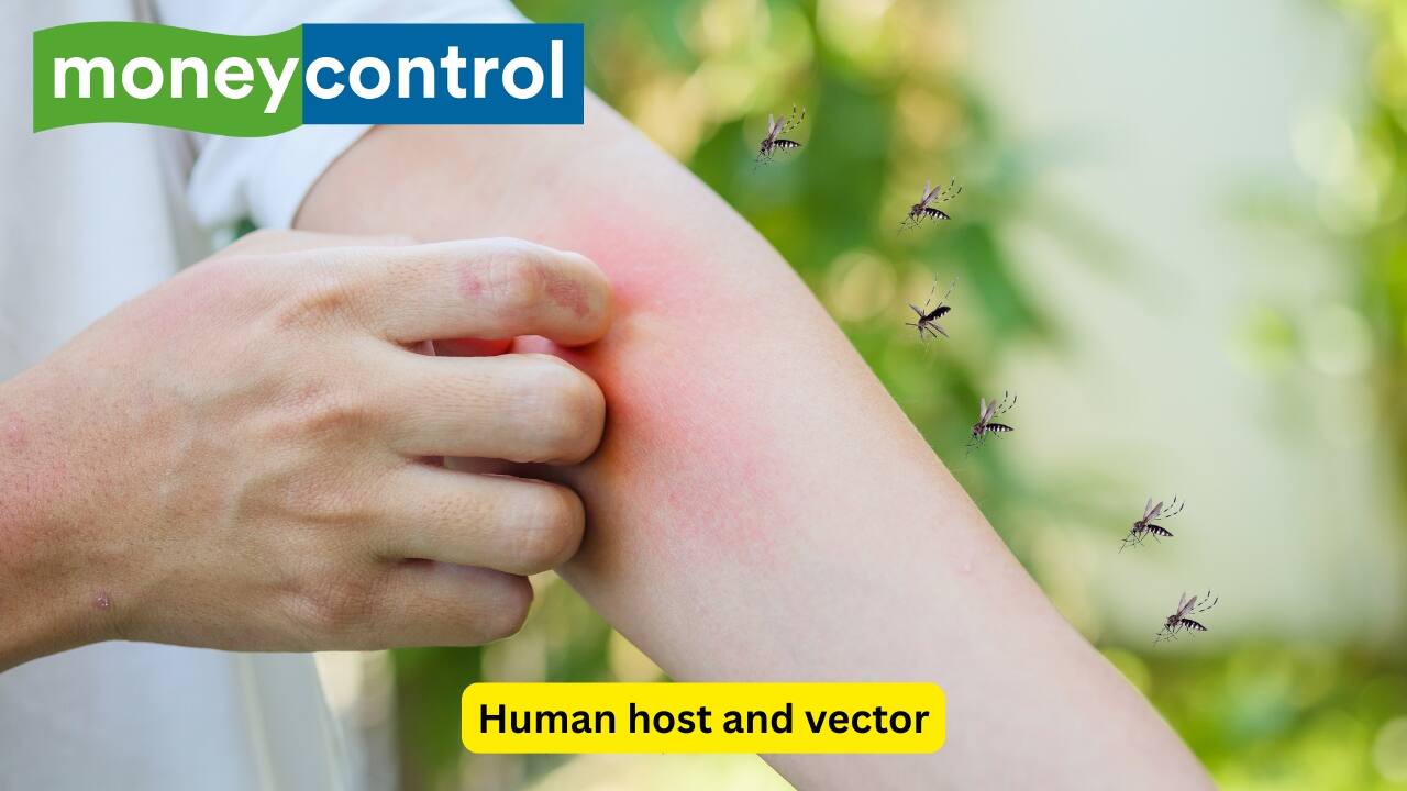 10 things about dengue: Causes, phases, and clinical features