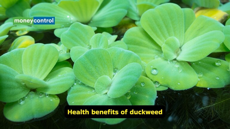 Green tea and a special Mediterranean diet can keep brain sharp and ...