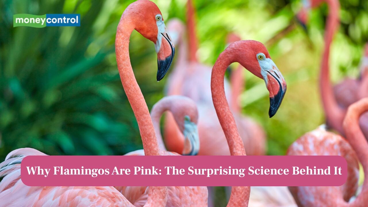 Why Flamingos are pink: The surprising science behind it | Moneycontrol ...