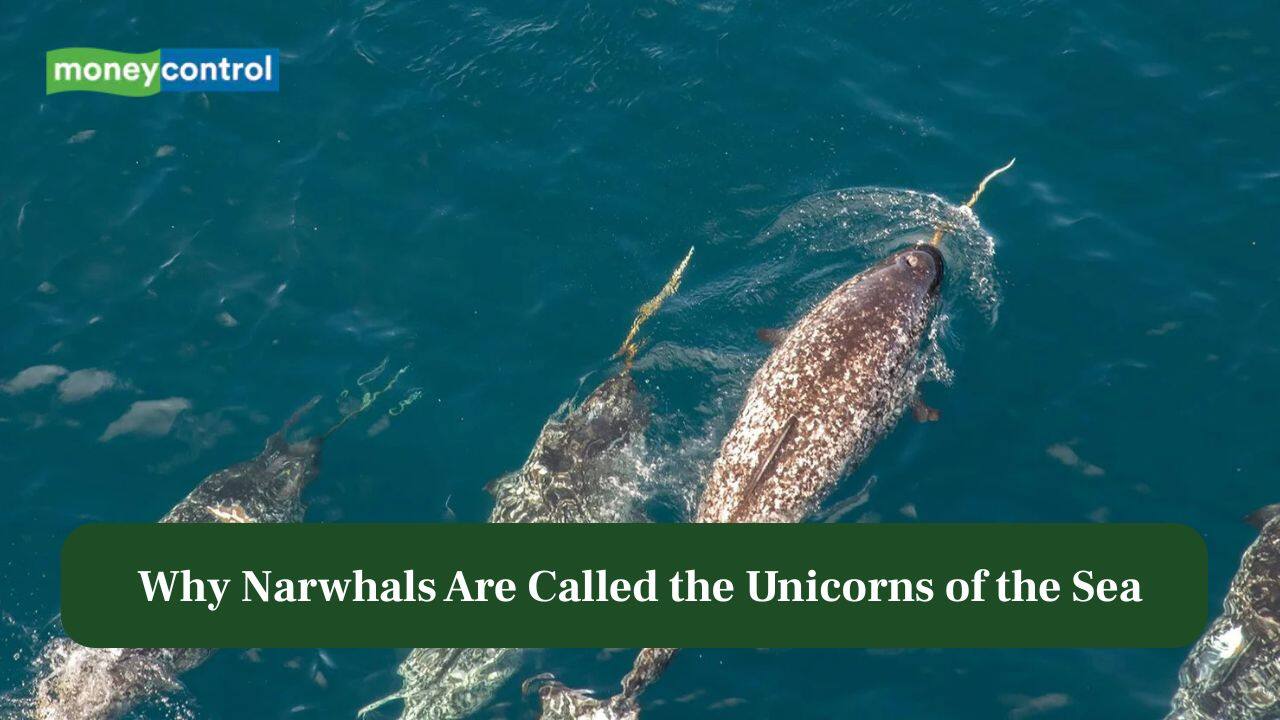 Why Narwhals are called the "unicorns of the sea"?