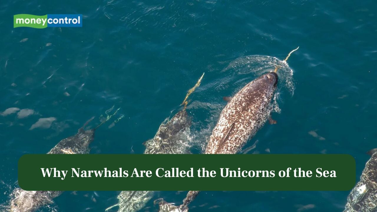 Why Narwhals are called the "unicorns of the sea"? | Moneycontrol News